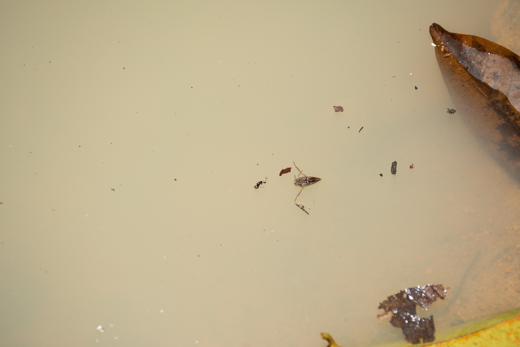 Enithares from 20 Sime Rd, PCN - Lornie Nature Corridor, Singapore ...