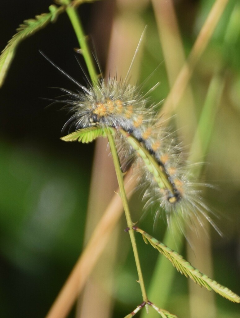Salt Marsh Moth from Triple N Ranch Wildlife Management Area, 10320 E ...