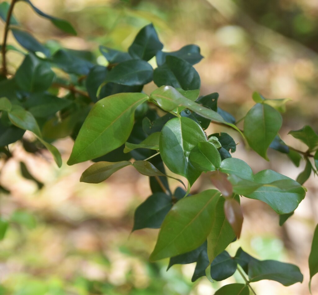 Surinam cherry from Triple N Ranch Wildlife Management Area, 10320 E ...