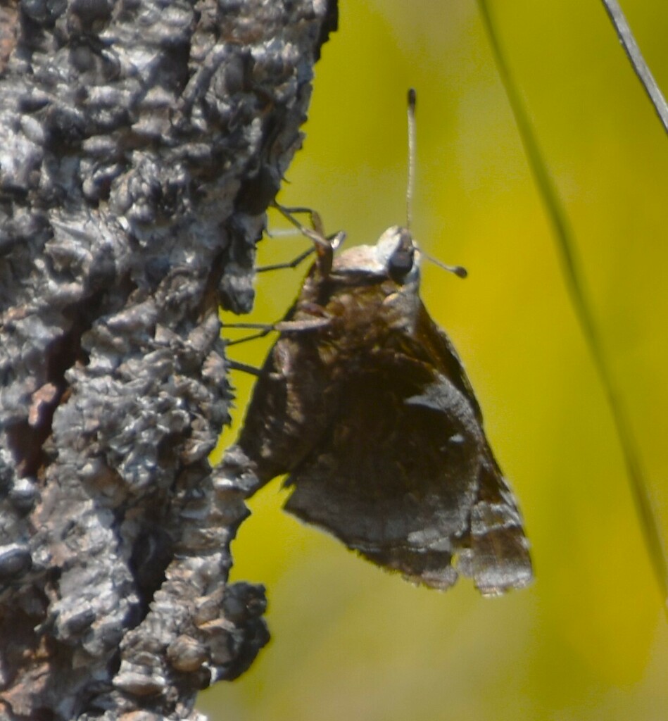 Yucca Giant-skipper from Triple N Ranch Wildlife Management Area, 10320 ...