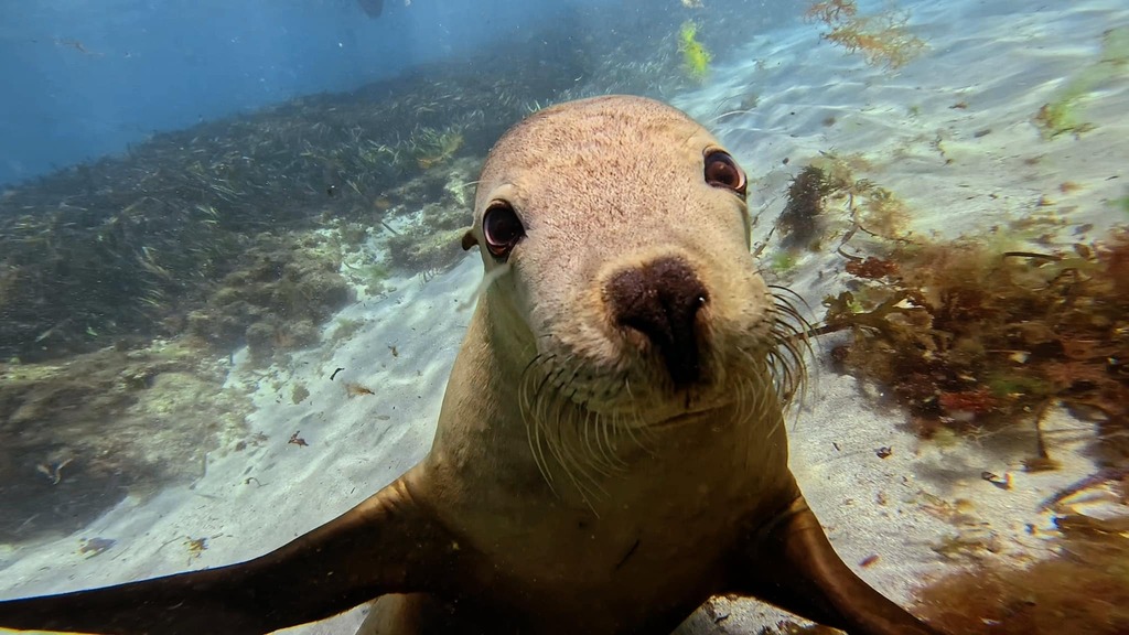 Australian Sea Lion from Three Mile Reef, Hillarys WA 6025, Australia ...