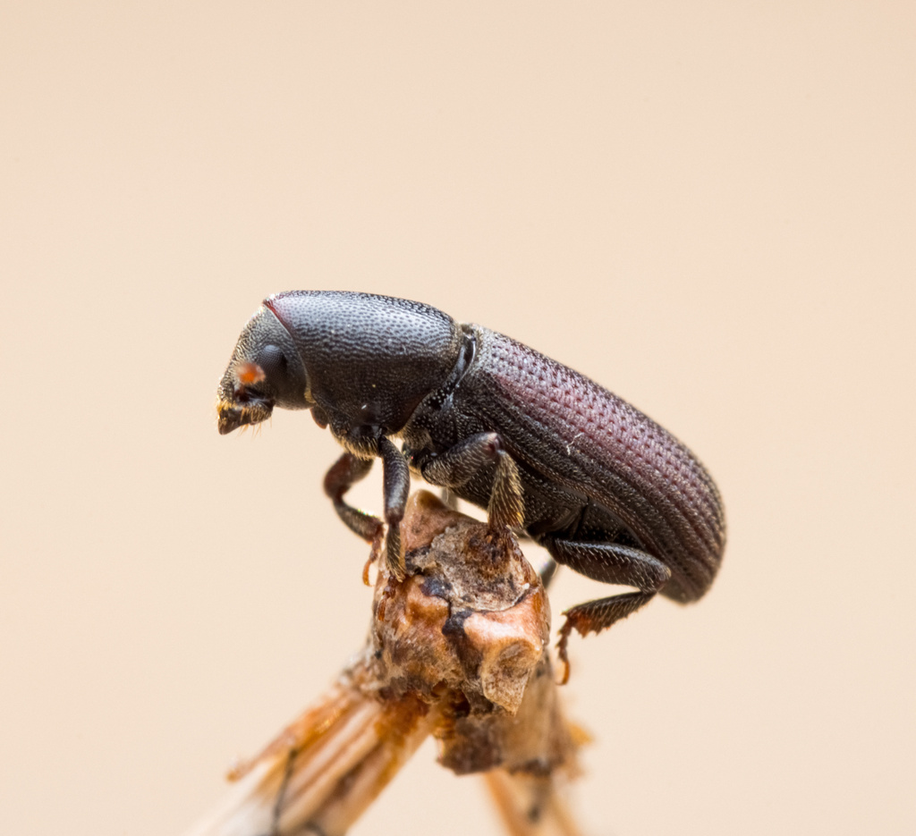 Black Pinebark Beetle from Formby, Sefton, England, GB on March 6, 2025 ...