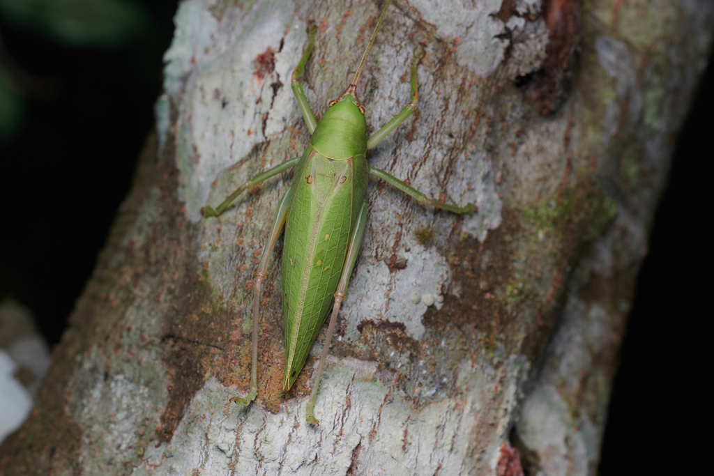 Orophyllus from 中国浙江省丽水市遂昌县 on August 5, 2024 at 03:41 PM by Li Jianbo ...