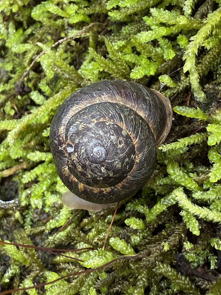 Hemicycla bidentalis from Corona Forestal Natural Park, La Orotava, Santa Cruz de Tenerife, ES ...