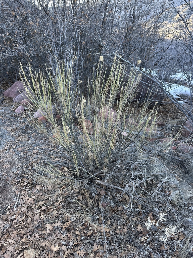 Rubber Rabbitbrush from Wulfsohn Mountain Park Trail, Glenwood Springs ...