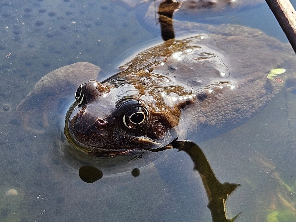 Typical Frogs by LibProj · iNaturalist