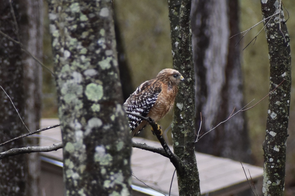 Red-shouldered Hawk in March 2025 by northerly. Injury on his neck. Not ...