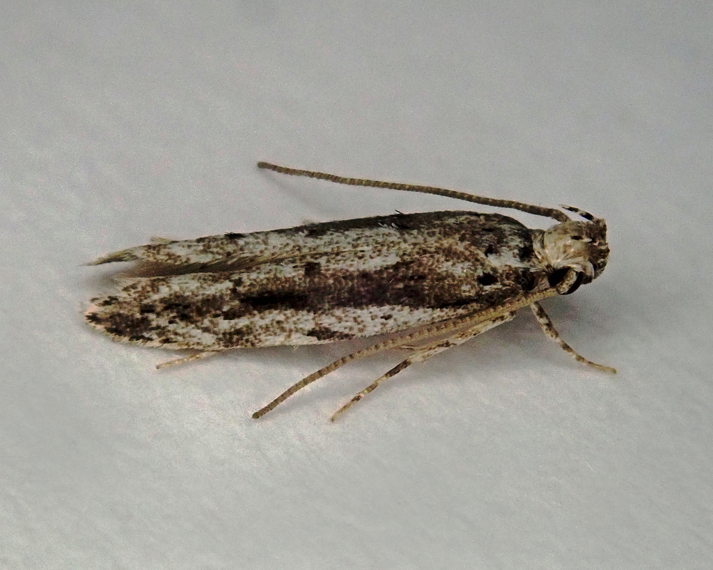 White-edged Coleotechnites Moth from Salem, NH 03079, USA on July 16 ...