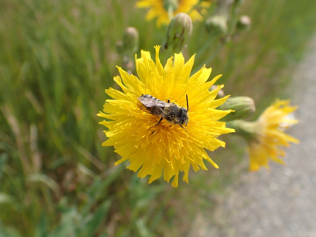 Bees from Calgary, AB, Canada on July 20, 2024 at 12:03 PM by pbulman ...