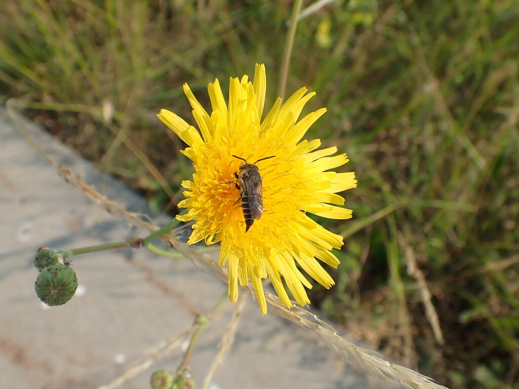 Bees from Calgary, AB, Canada on July 20, 2024 at 10:08 AM by pbulman ...