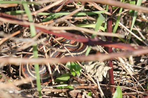 California Red-sided Garter Snake (Thamnophis sirtalis infernalis ...