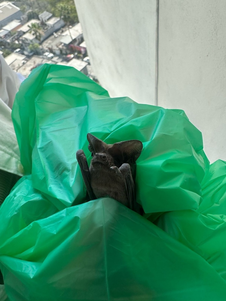 Mexican Free-tailed Bat from Privada Bernabé, Monterrey, N.L., MX on ...