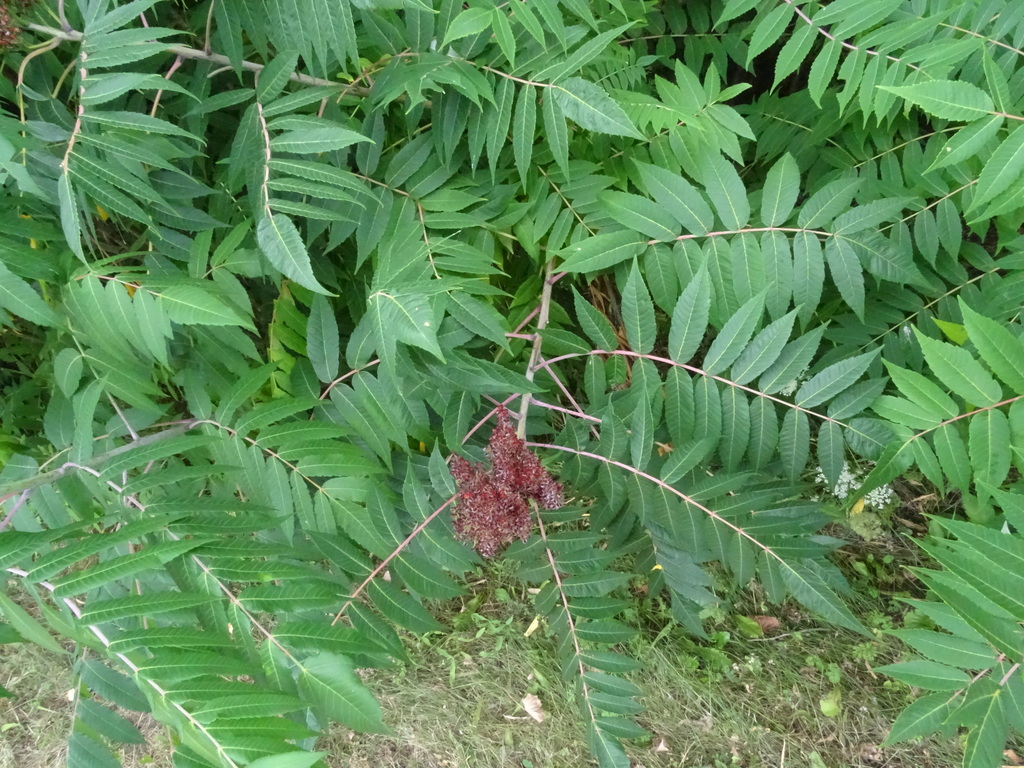 smooth sumac from Hunt Club East - Western Community, Ottawa, ON K1V ...