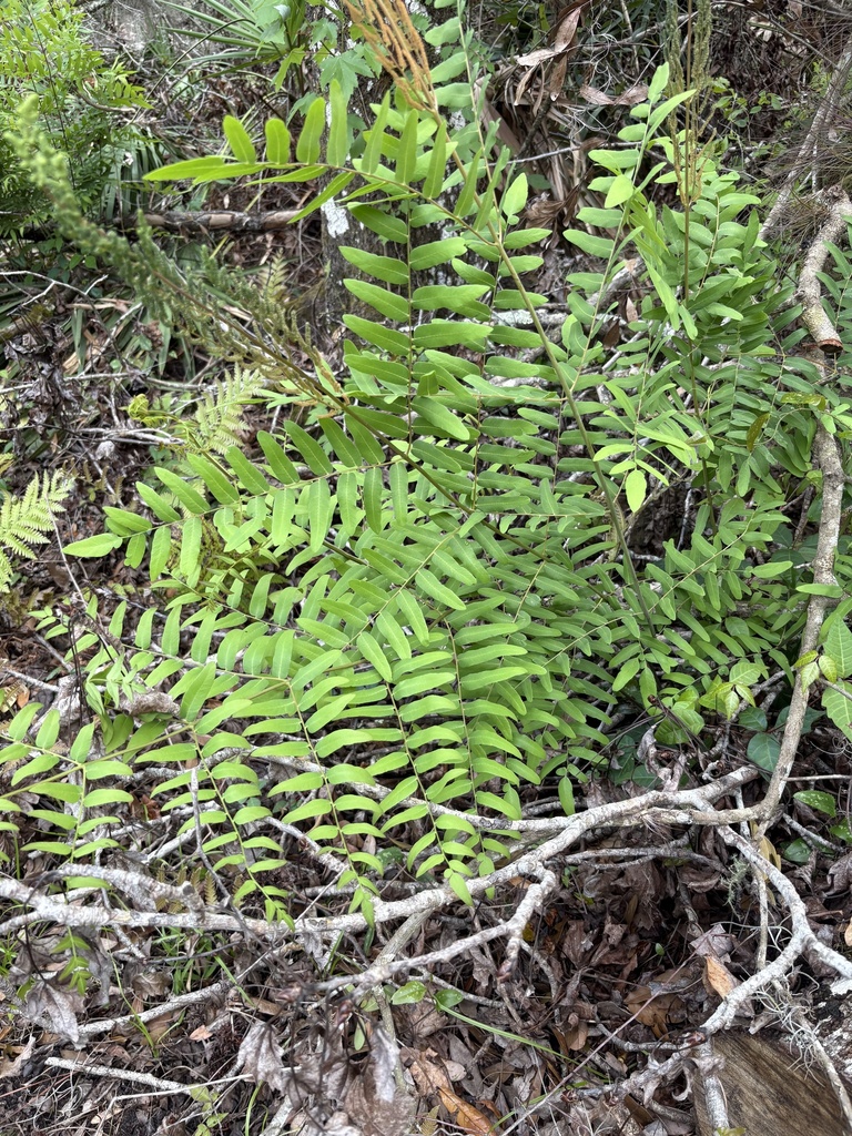 American Royal Fern from Lettuce Lake Conservation Park, Tampa, FL, US ...