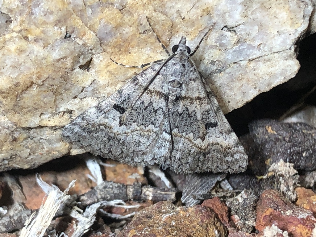 Toothed Heath Moth from Nangkita Kuitpo Ward, Mount Magnificent, SA, AU ...