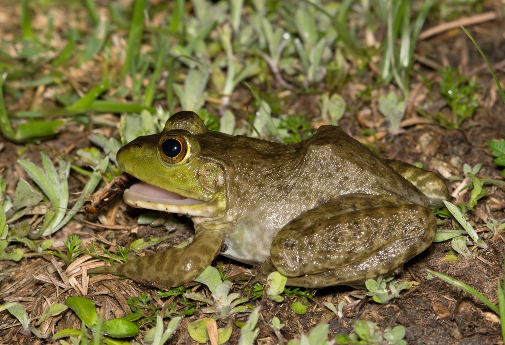 American Bullfrog from 10320 Rodgers Rd, Houston, TX 77070, USA on ...