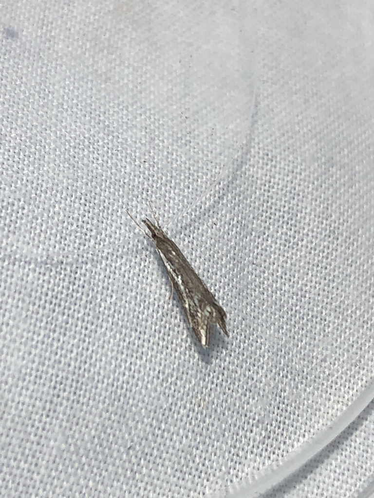 Small-kite Moth from Nangkita Kuitpo Ward, Mount Magnificent, SA, AU on ...