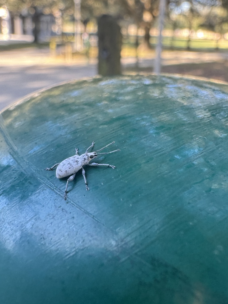Sri Lanka Weevil from University of South Florida, Tampa, FL, US on ...