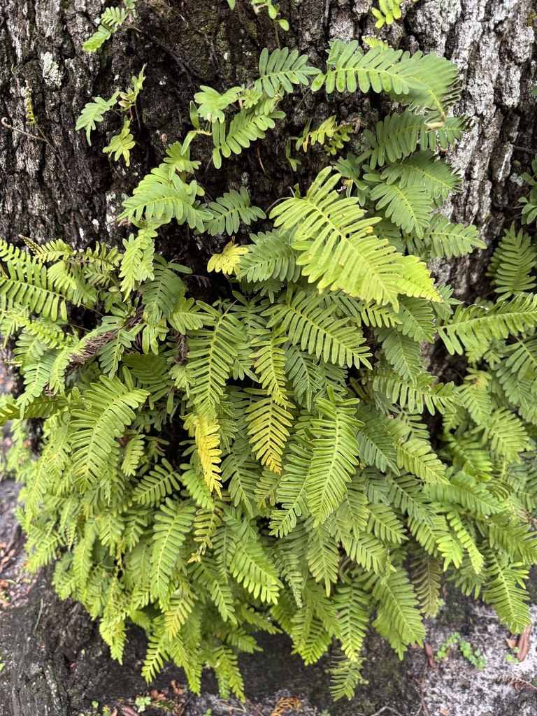 resurrection fern from University of South Florida, Tampa, FL, US on ...