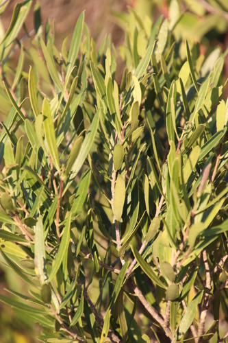 Dune olive (Trees of the Cape Peninsula) · iNaturalist