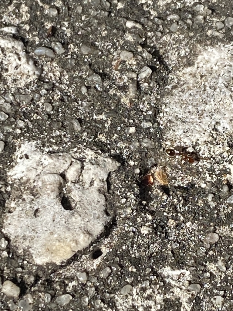 Red Imported Fire Ant from Lettuce Lake Conservation Park, Tampa, FL ...