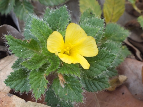 Turnera curassavica · iNaturalist