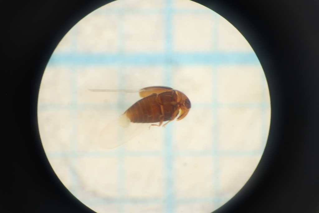 Minute Hooded Beetles from Rebellin on November 7, 2024 at 06:52 PM by ...