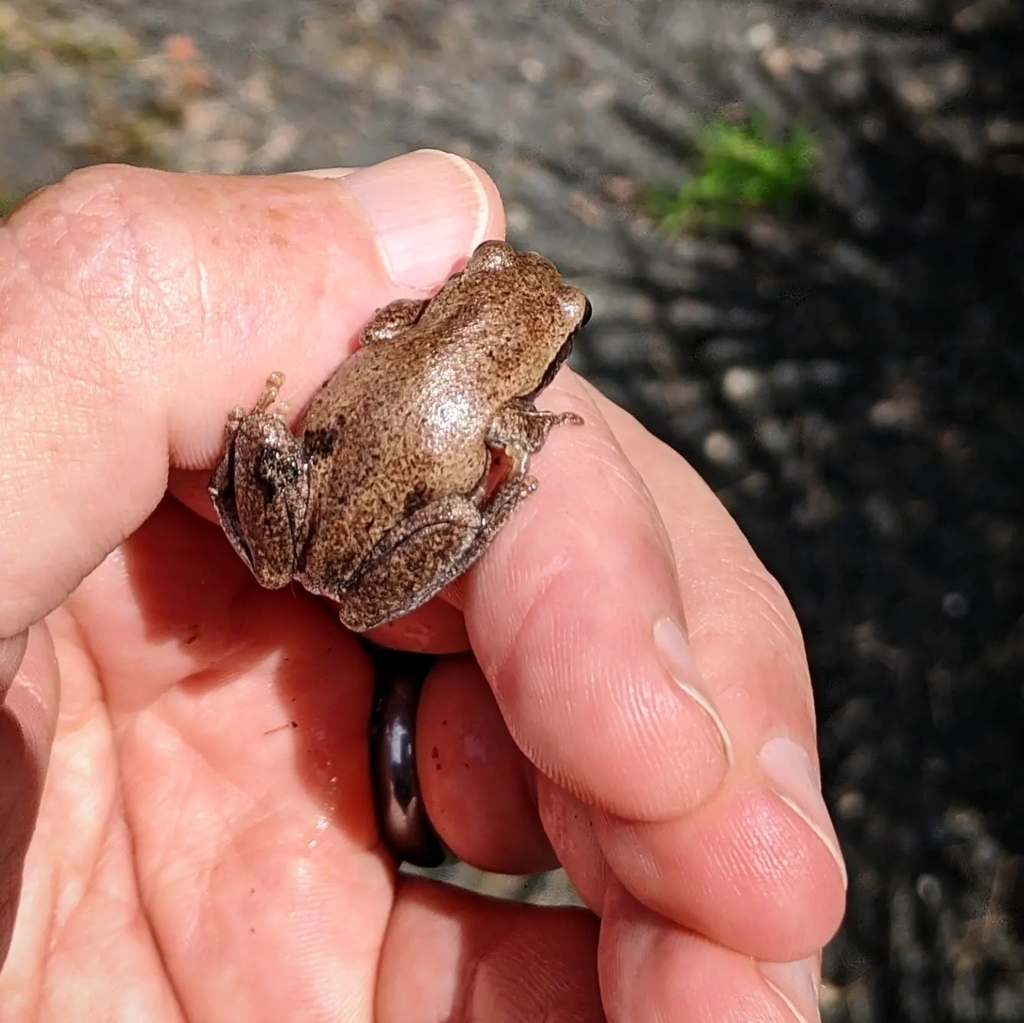 Desert Tree Frog from Tarome QLD 4309, Australia on March 4, 2023 by ...