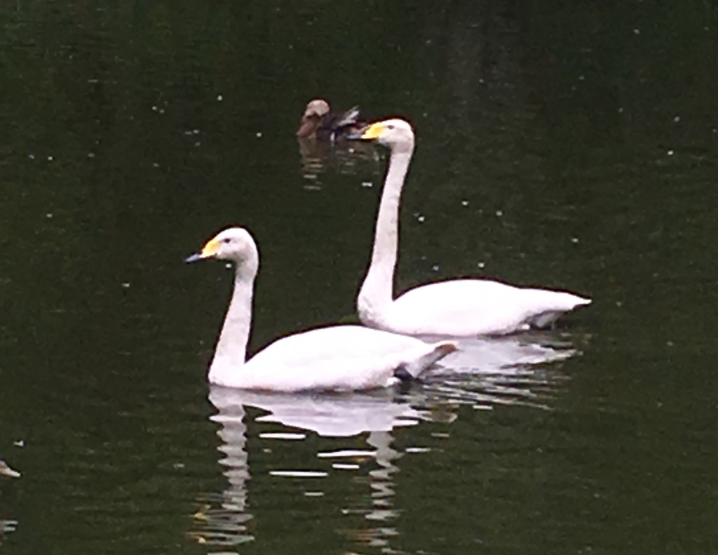 True Swans from Colchester, Subd. C, , NS, CA on August 08, 2019 at 12: ...