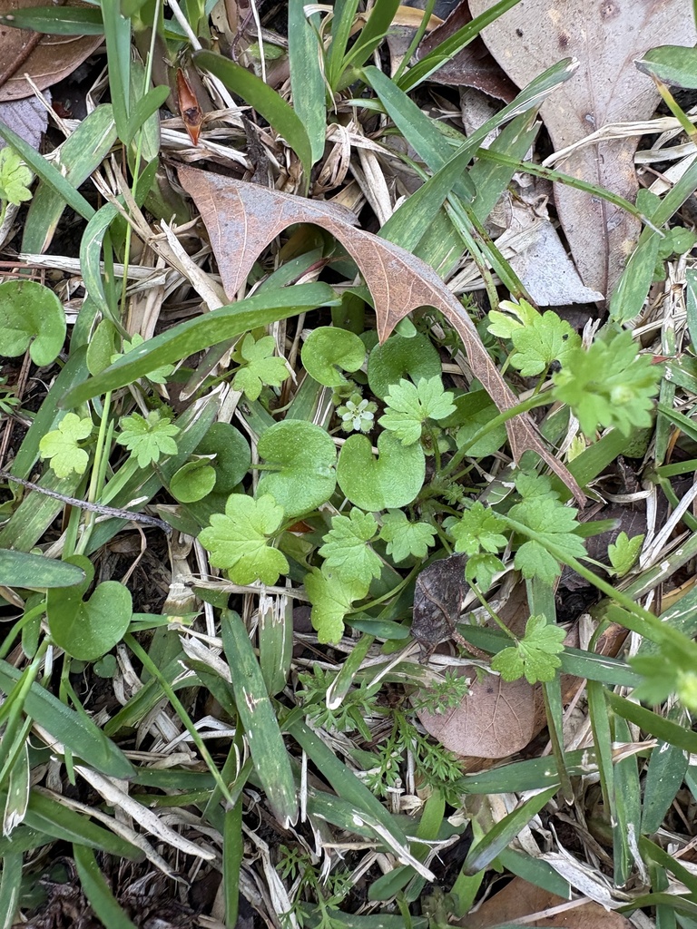 Rough-fruited buttercup from Research Forest Dr, Spring, TX, US on ...