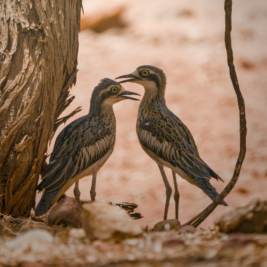 Bush Stone-curlew from West Lyons River WA 6705, Australia on March 23 ...