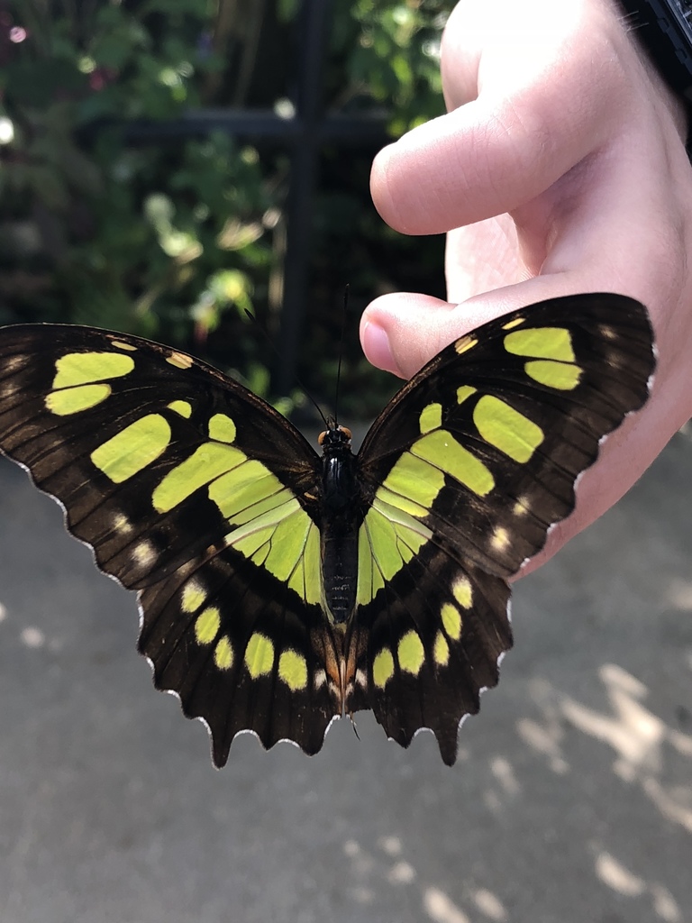 Malachite from 400 W Pierce Ave, Orlando, FL, US on March 24, 2018 at ...