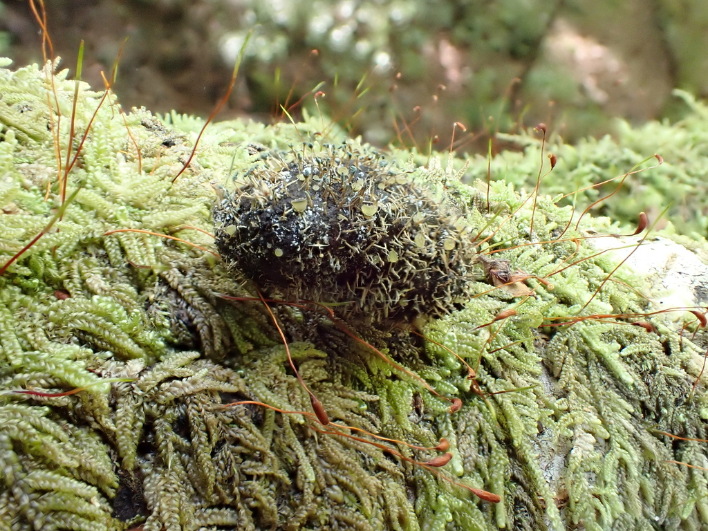 Penicillium from Tuamarina 7273, New Zealand on March 10, 2025 at 08:14 ...