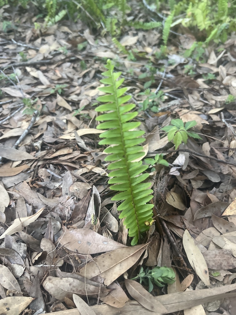sword ferns from Silvermoss Dr, Wesley Chapel, FL, US on March 10, 2025 ...