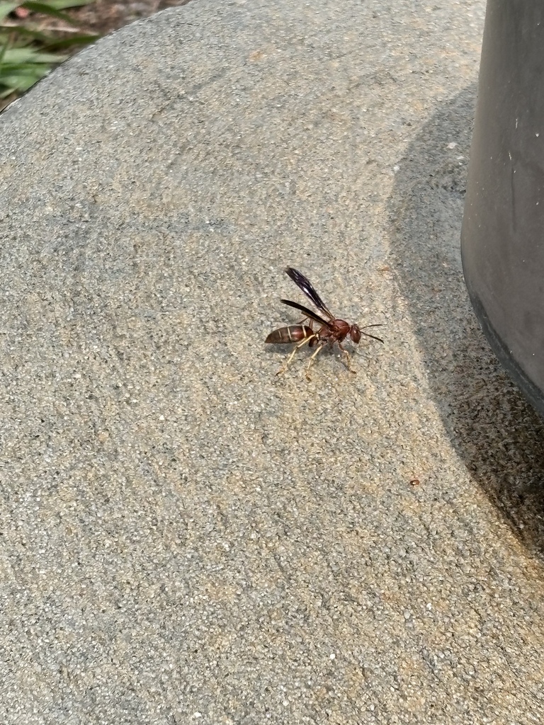 fuscatus-group Paper Wasps from North Lake Bonnet, Lakeland, FL, US on ...