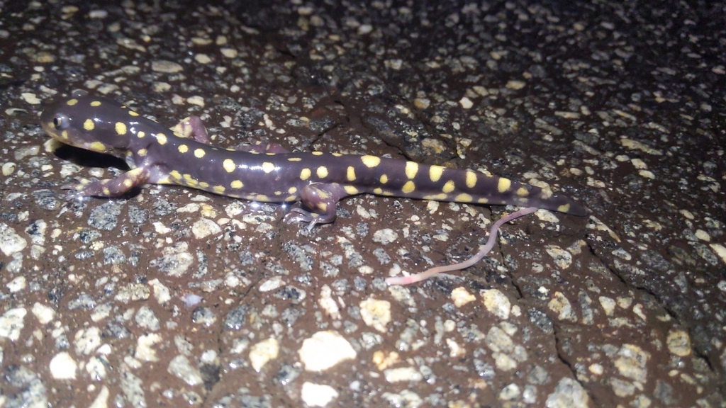 Eastern Tiger Salamander in March 2025 by Jonathan Hakim · iNaturalist