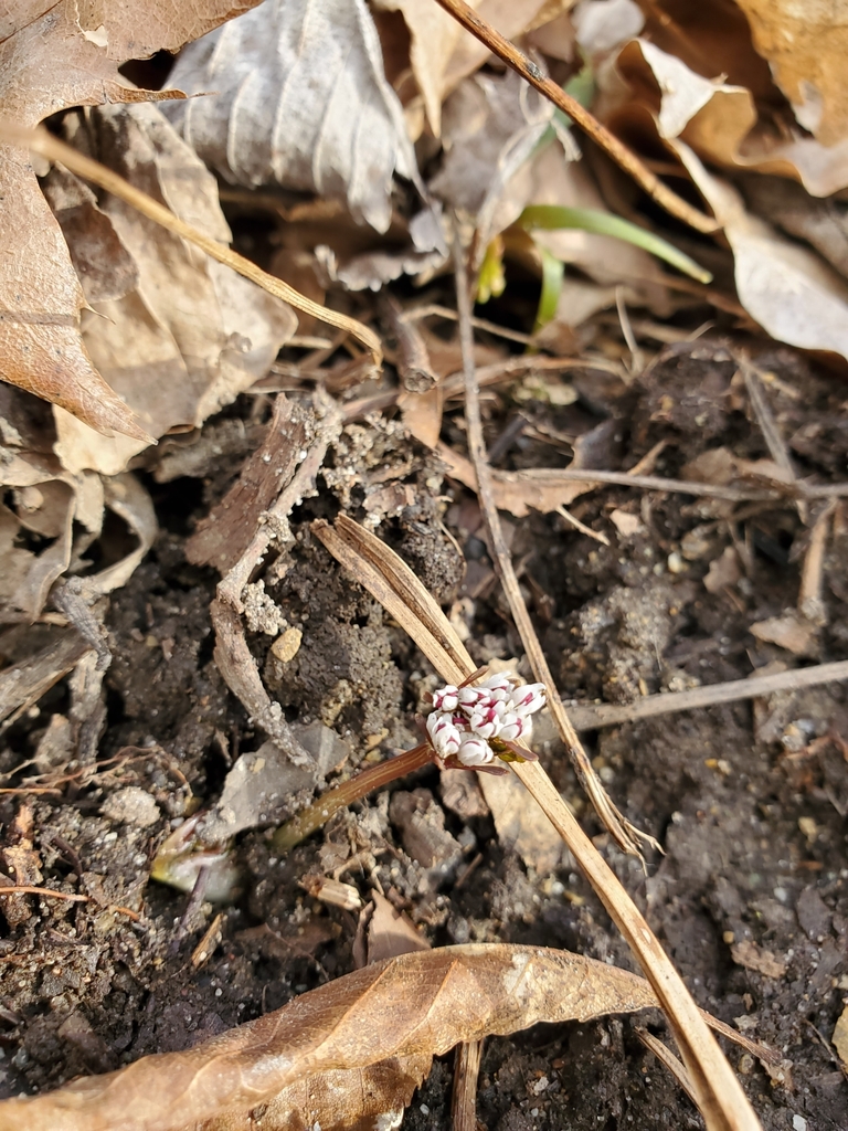 harbinger of spring from Vermilion County, US-IL, US on March 10, 2025 ...