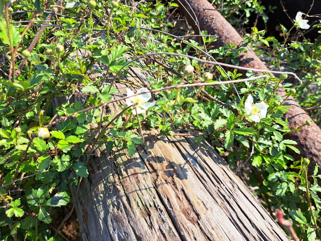 southern dewberry from Port O'Connor, TX 77982, USA on March 10, 2025 ...