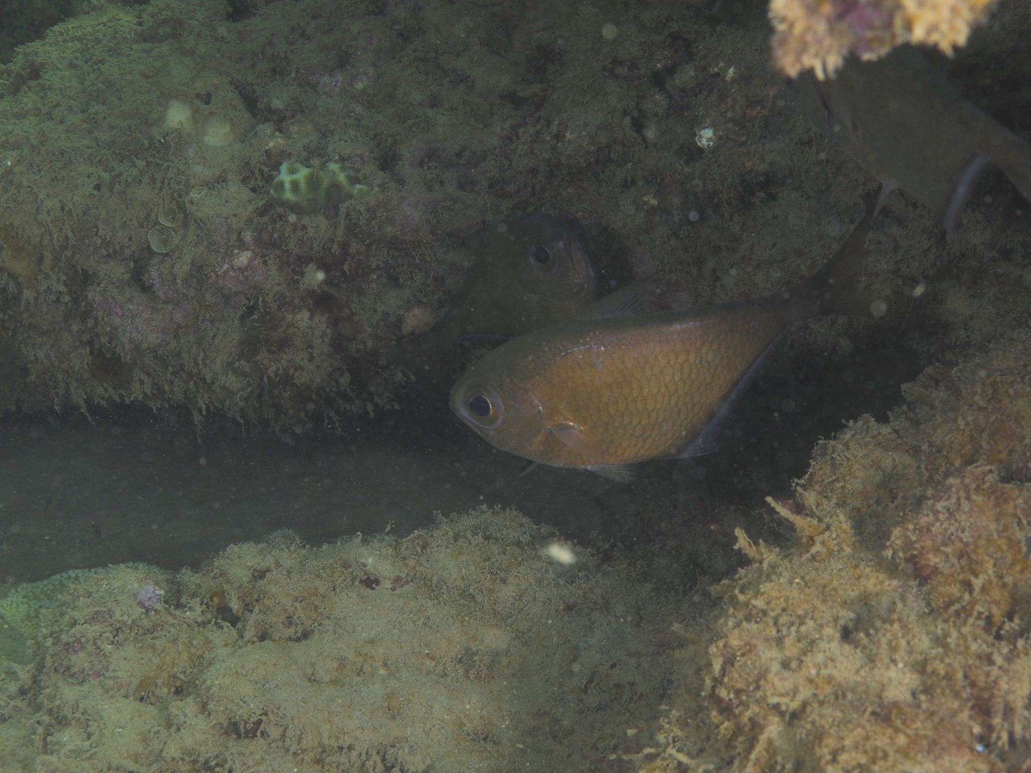 Pempheris adusta Bleeker, 1877