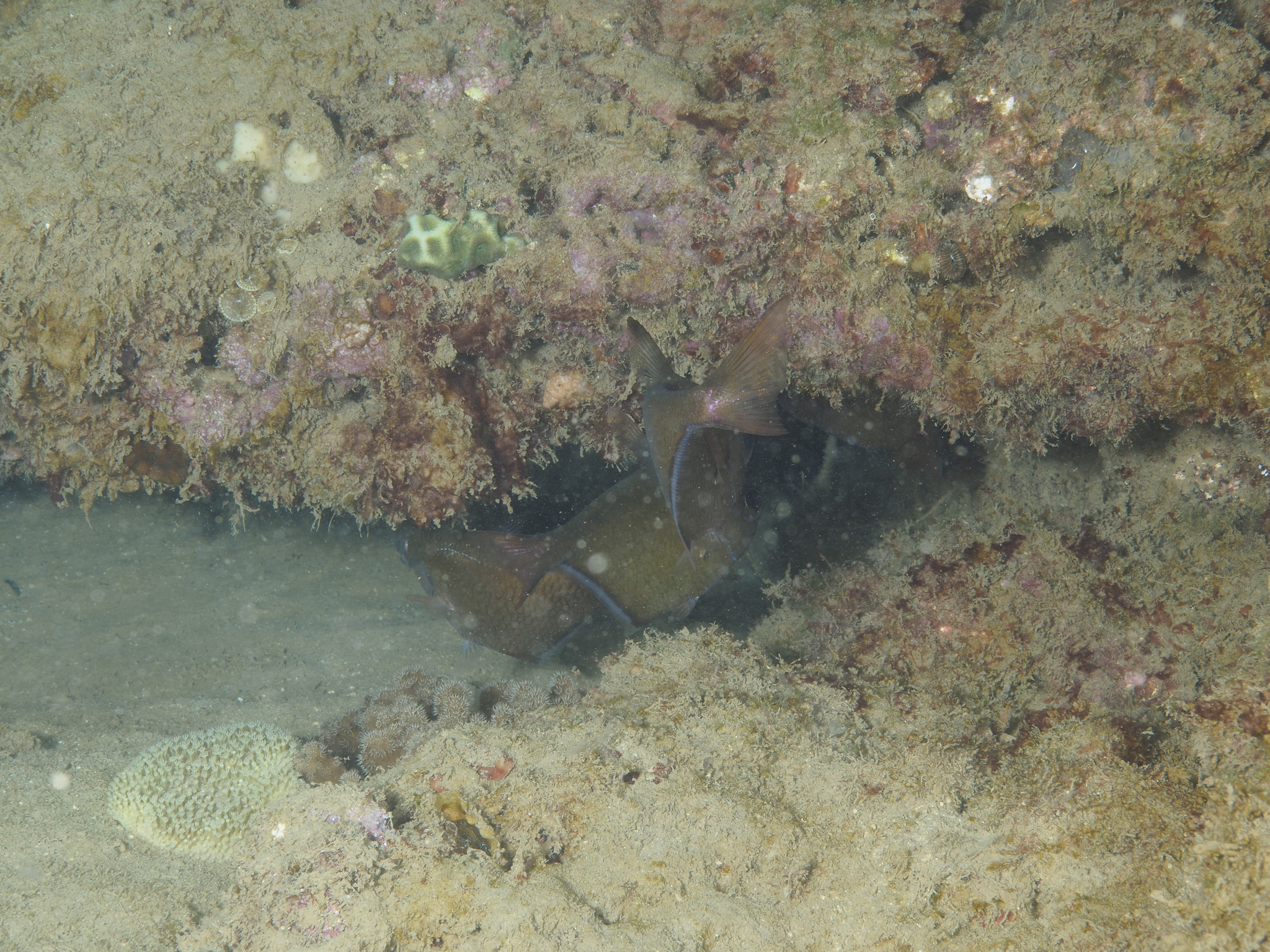Pempheris adusta Bleeker, 1877
