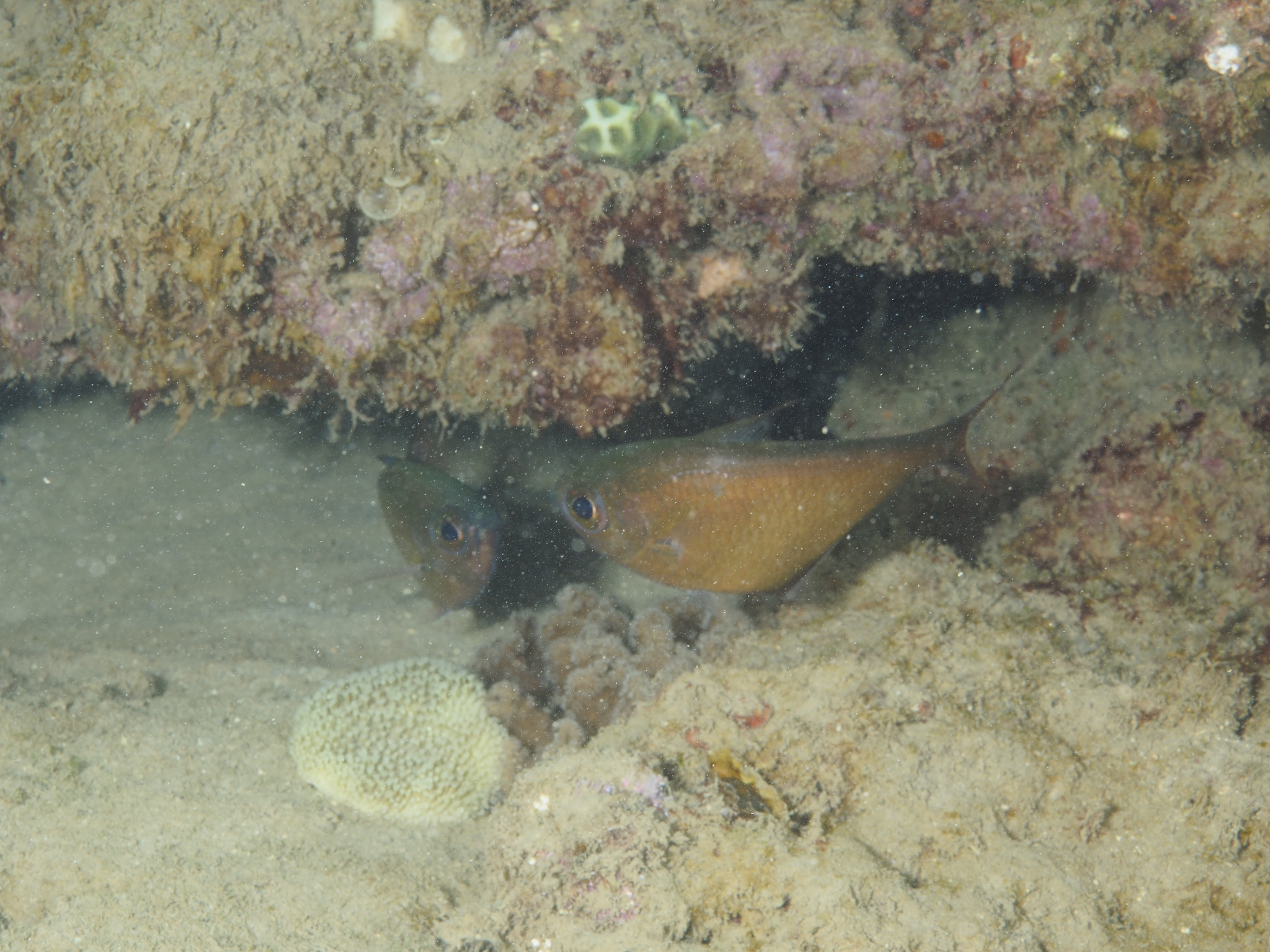 Pempheris adusta Bleeker, 1877