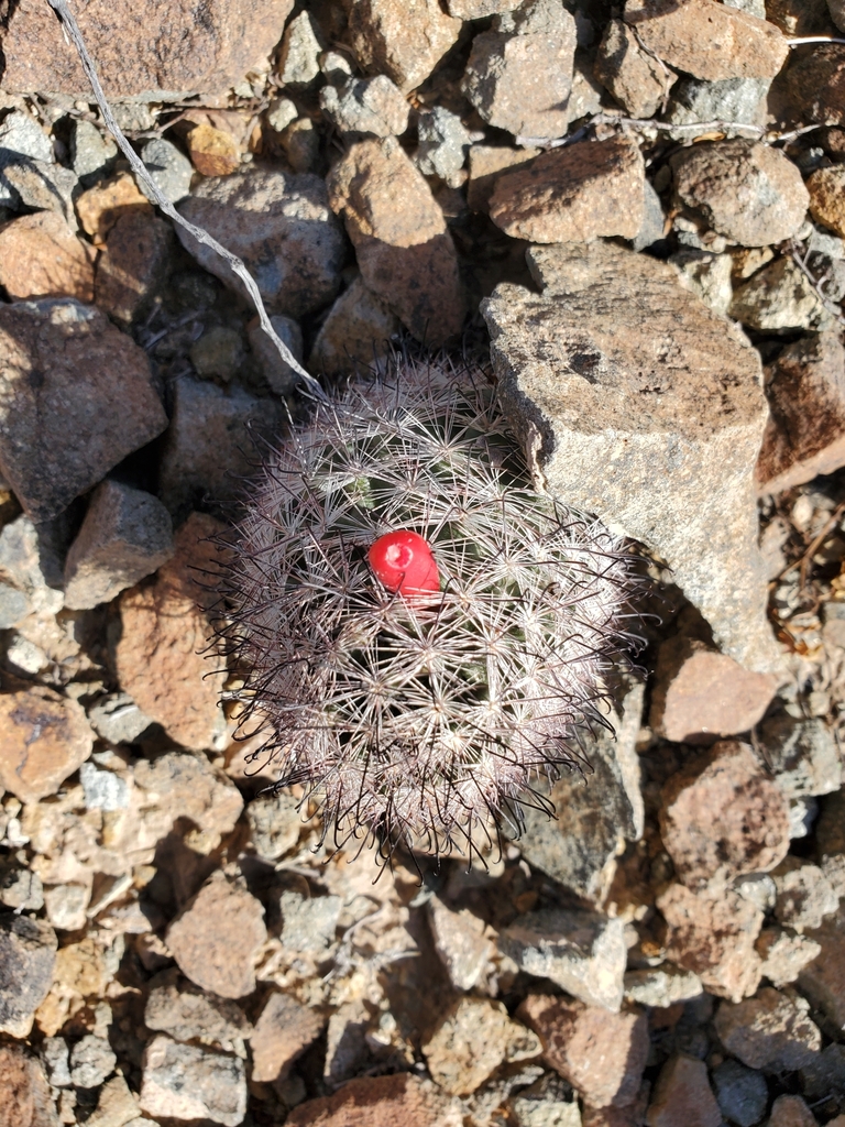 Common Fishhook Cactus from Yuma County, AZ, USA on February 20, 2023 ...