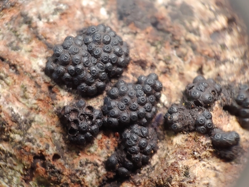 Complex Annulohypoxylon nitens · iNaturalist