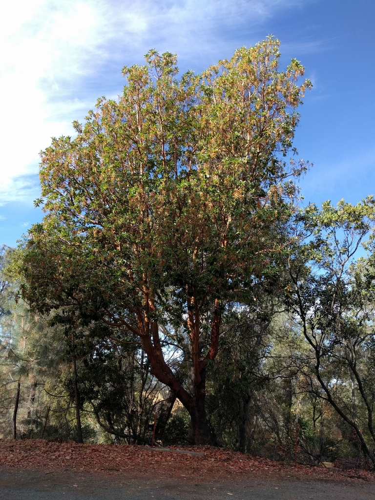 Pacific madrone (Handbook for the Native Trees of Oregon) · iNaturalist