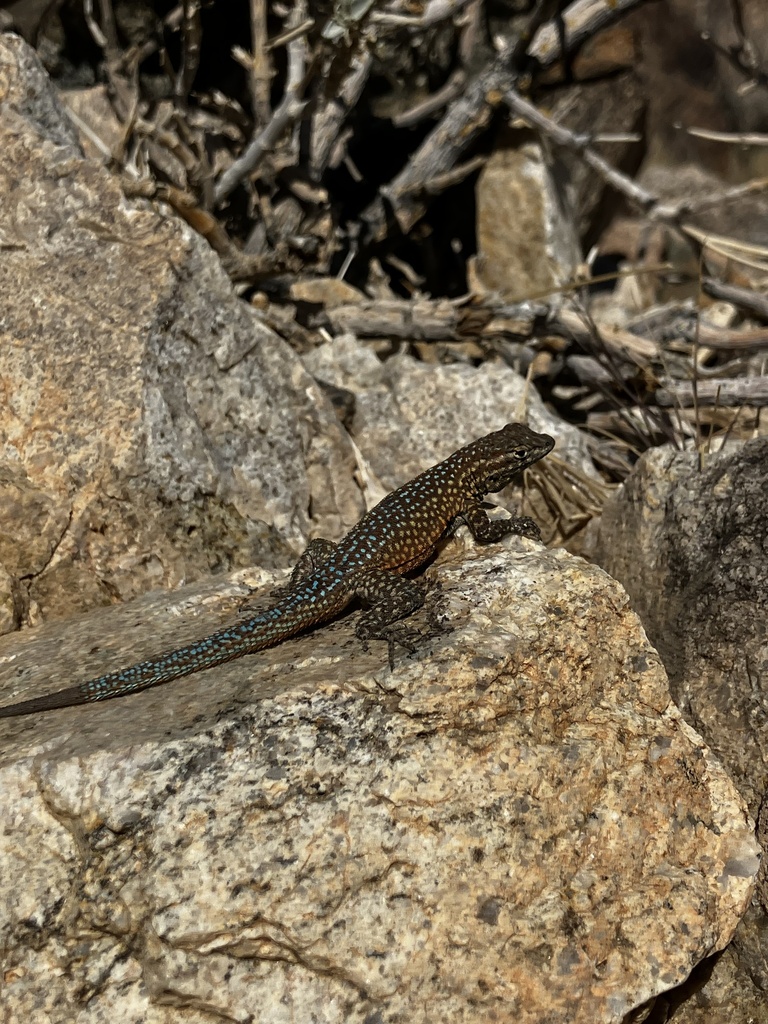 Western Side-blotched Lizard from Joshua Tree National Park, Twentynine ...