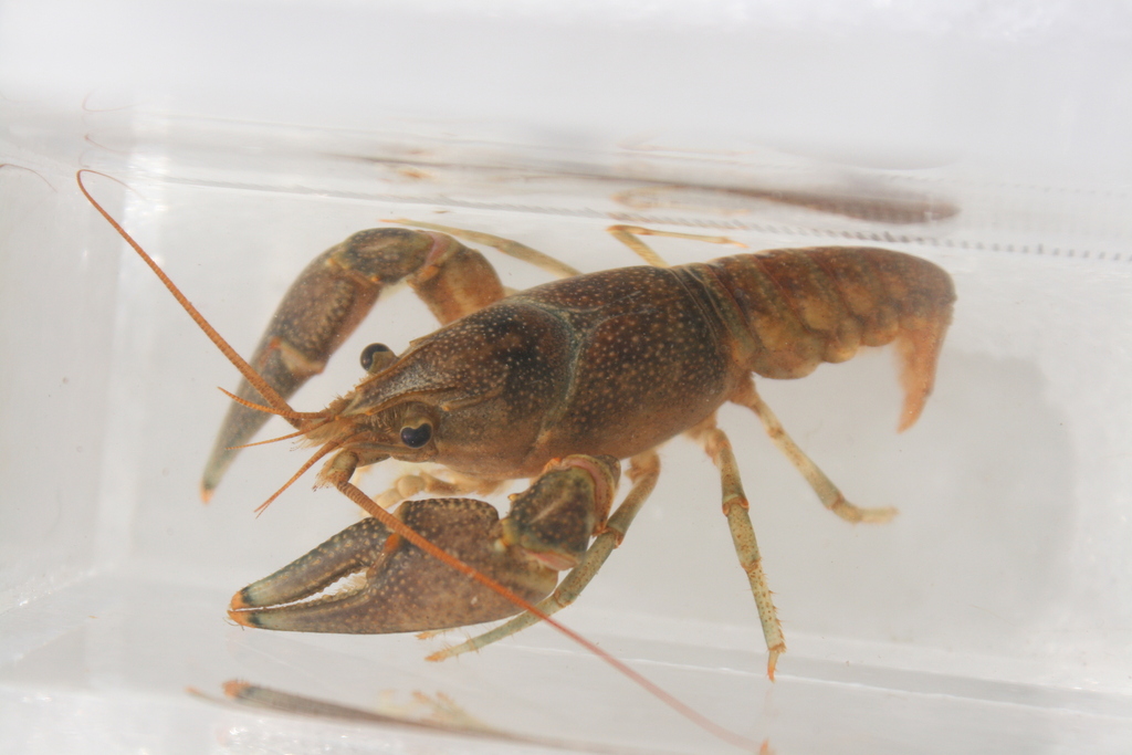 Rusty × Northern Clearwater Crayfish from Lindsay, Kawartha Lakes, ON ...