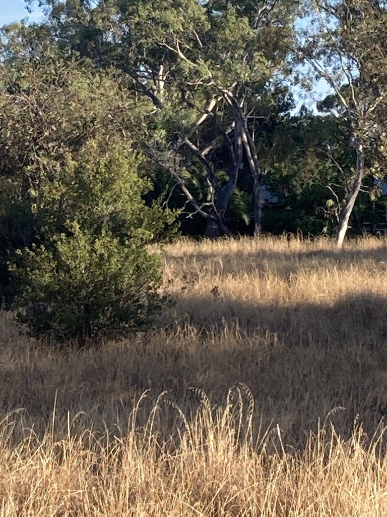 Wallabia from Wimmera River Heritage Area Park, Dimboola, VIC, AU on ...