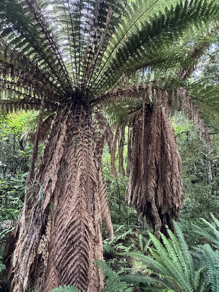 golden tree fern from Tongariro National Park, Tongariro National Park ...