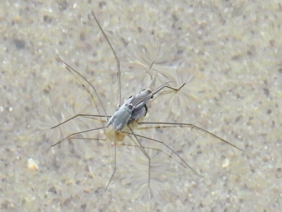 Sea Skaters from Mid-Coast Council, NSW, Australia on March 11, 2025 at ...