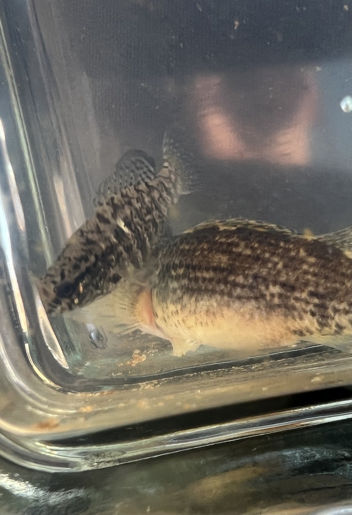 Banded Pygmy Sunfish from E Elm St, Troy, AL, US on February 24, 2025 ...